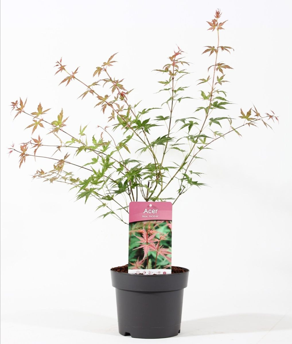 Acer palmatum 'Phoenix' — Plant Wholesale FlorAccess