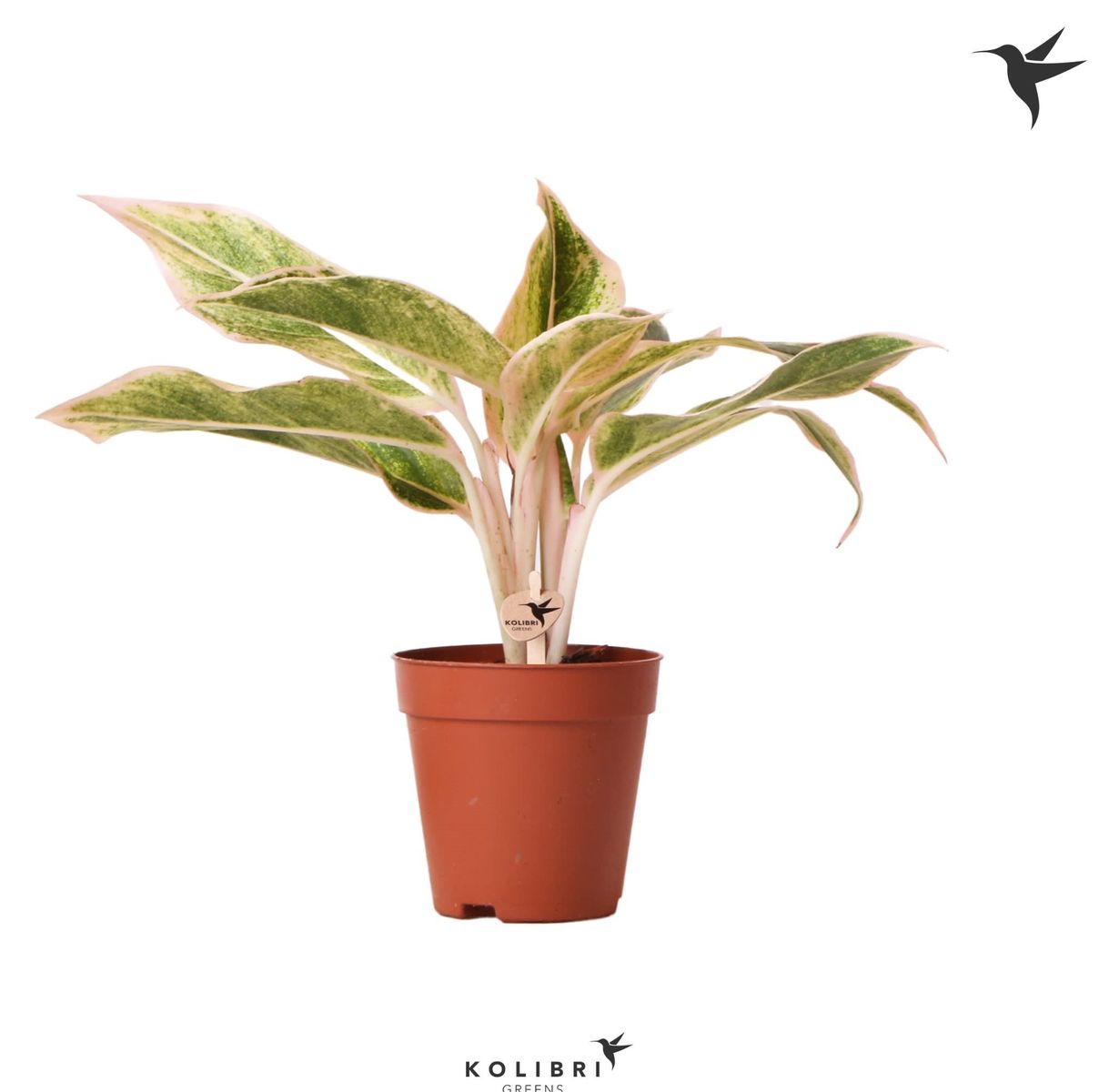 Aglaonema 'Pink Aurora' — Plant Wholesale FlorAccess