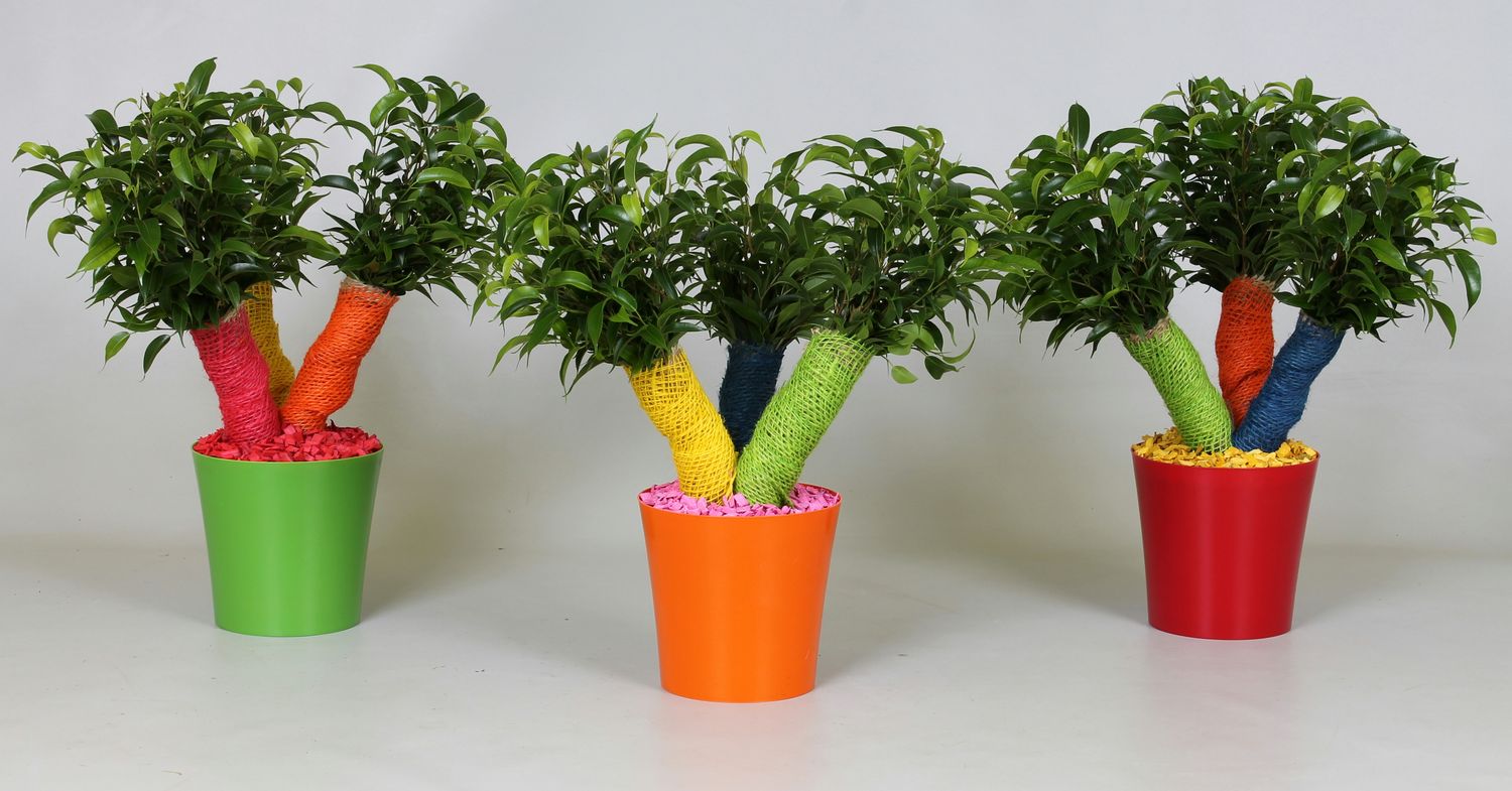 Ficus benjamina 'Natasja' — Plant Wholesale FlorAccess
