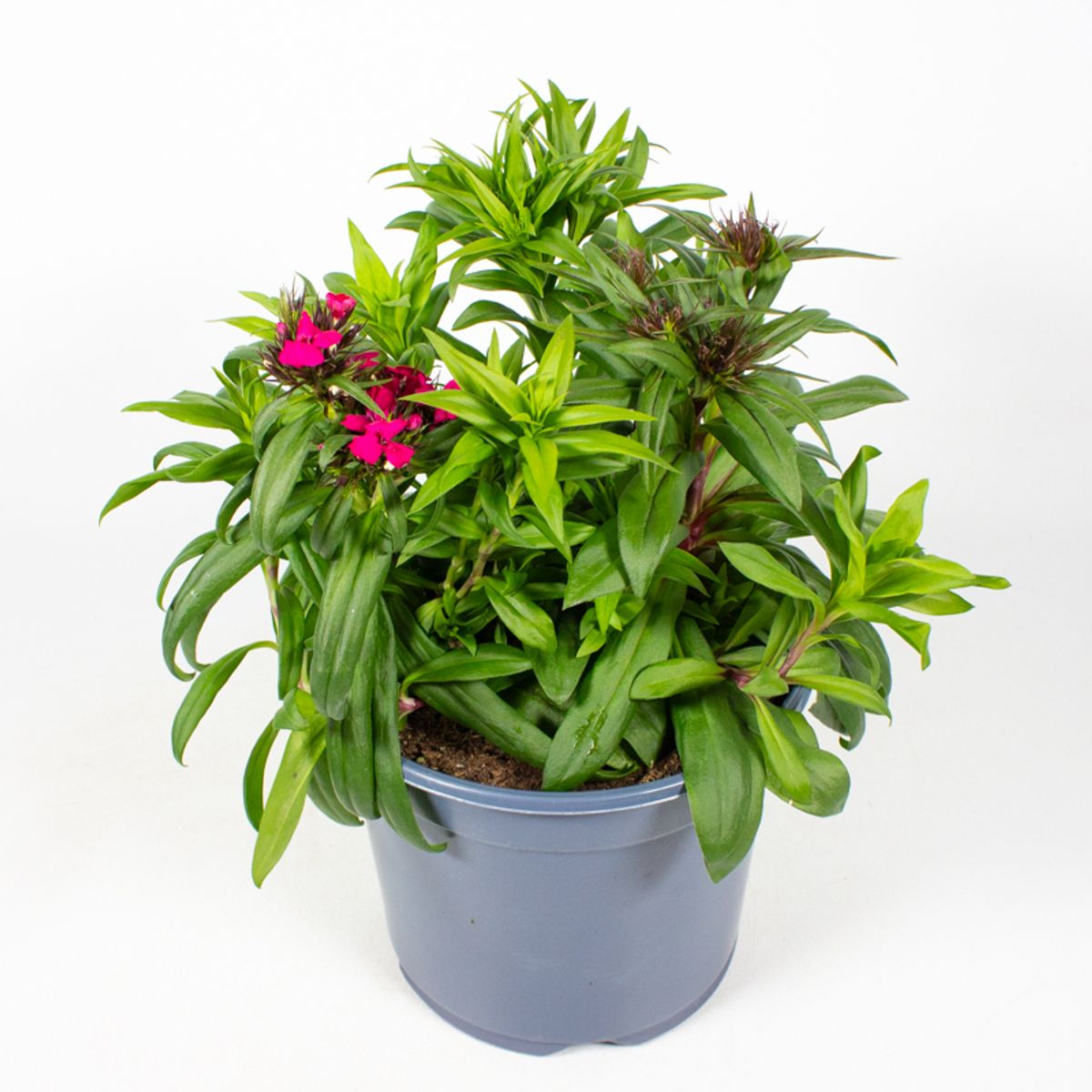 Dianthus barbatus BARBARINI MIX — Plant Wholesale FlorAccess