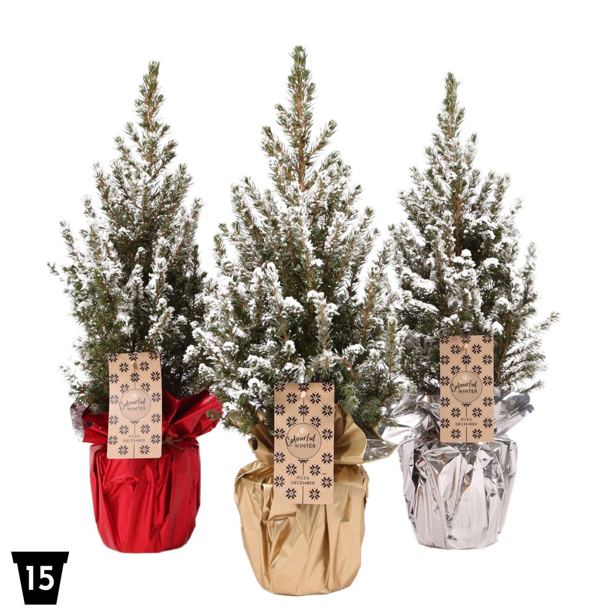 Picea glauca DECEMBER — Plant Wholesale FlorAccess