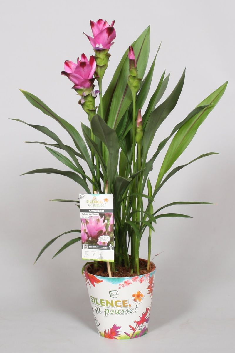 Curcuma alismatifolia SIAM SPLASH — Plant Wholesale FlorAccess