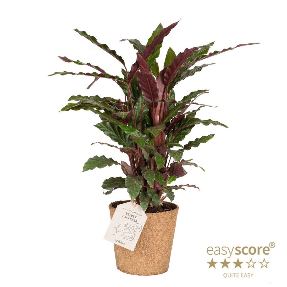 Calathea rufibarba — Plant Wholesale FlorAccess