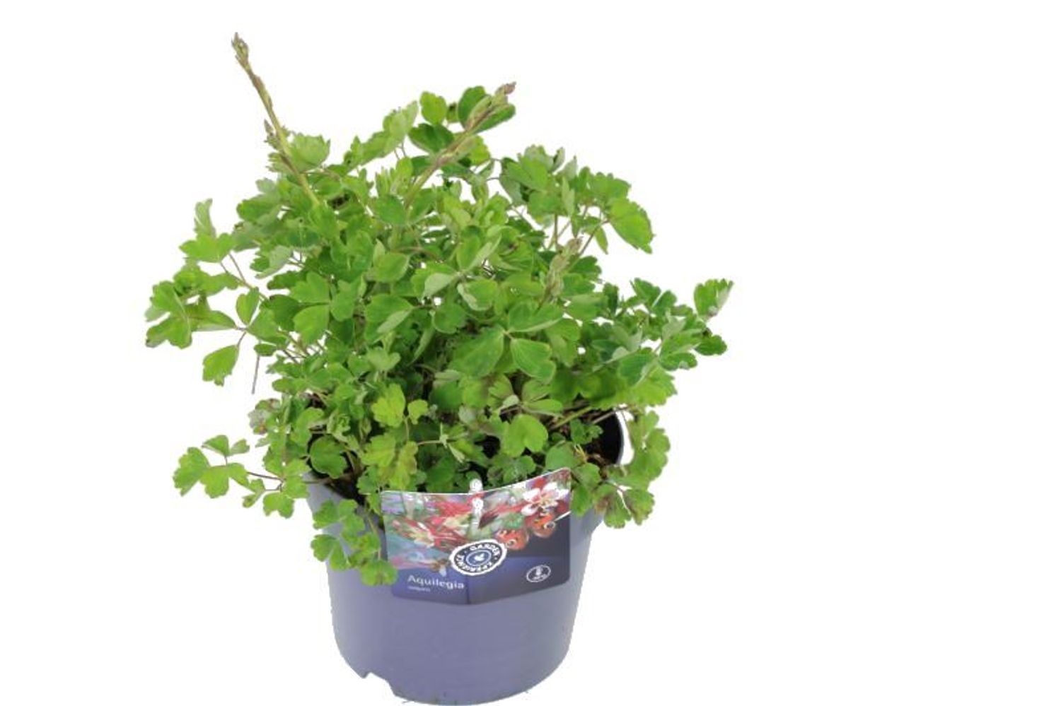 Aquilegia vulgaris WINKY BLUE WHITE — Plant Wholesale FlorAccess