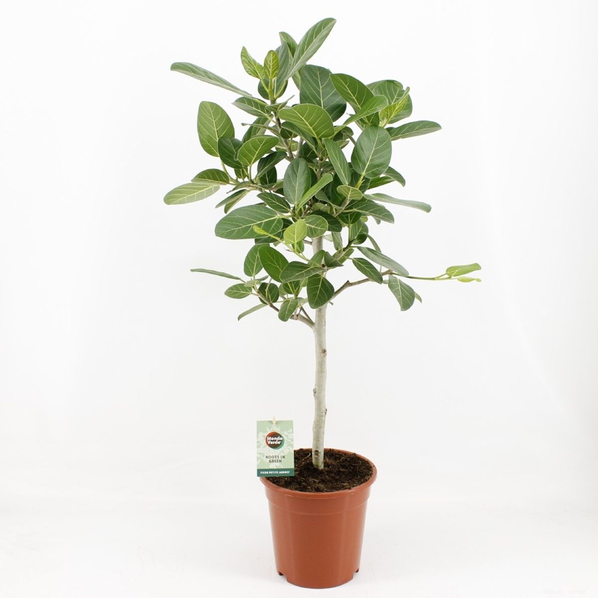 Ficus benghalensis 'Petite Audrey' — Plant Wholesale FlorAccess