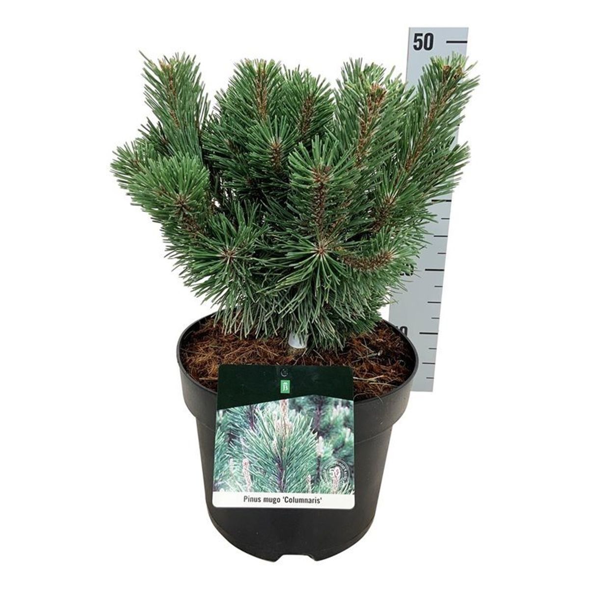 Pinus mugo 'Columbo' — Plant Wholesale FlorAccess