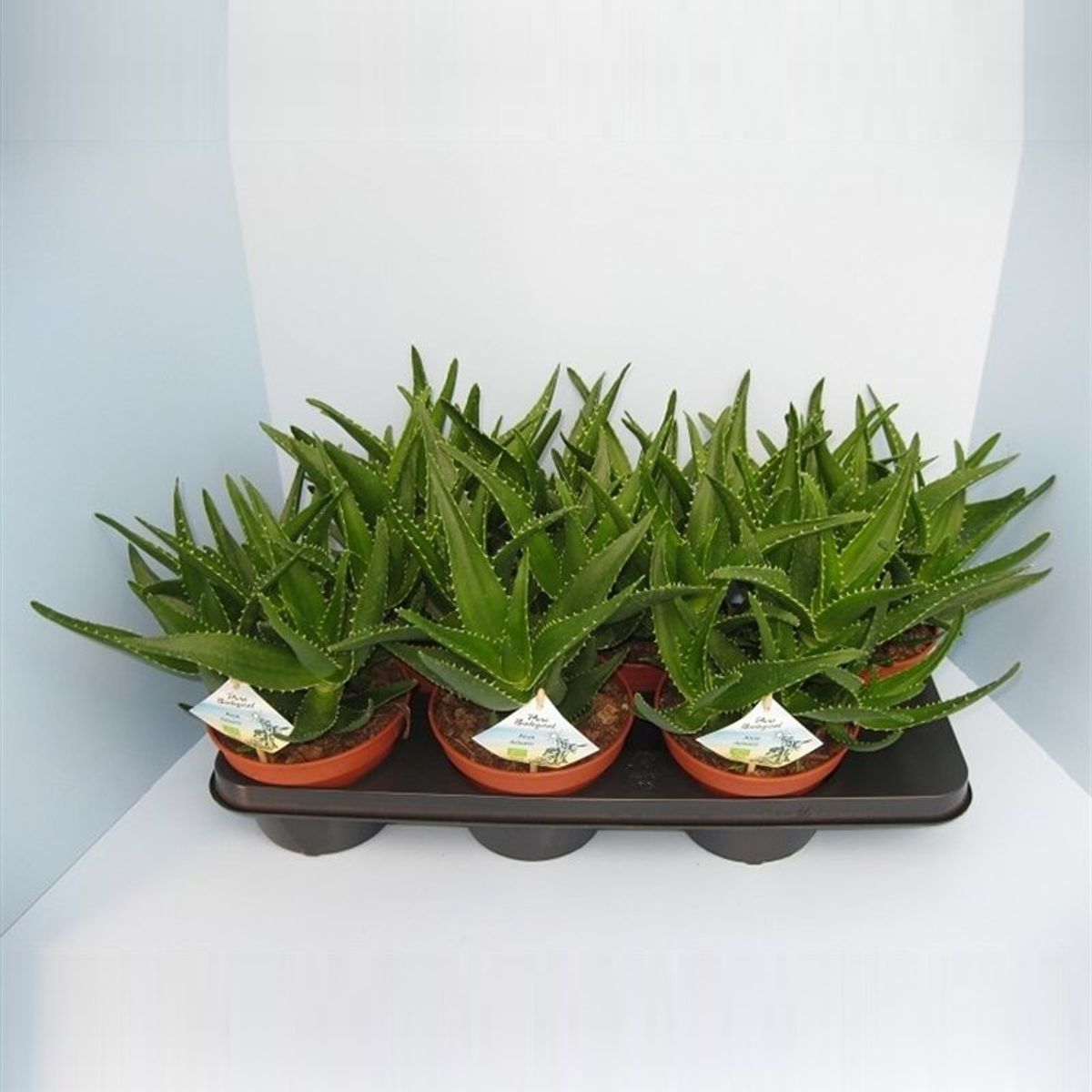 Aloe x delaetii — Plant Wholesale FlorAccess