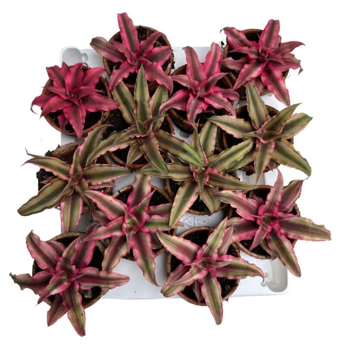 Cryptanthus bivittatus — Plant Wholesale FlorAccess