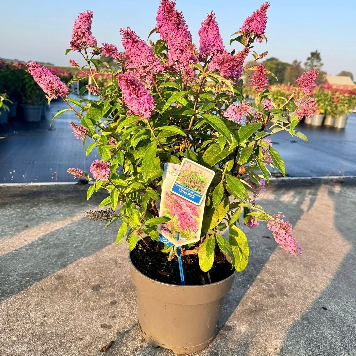 Buddleja davidii BUTTERFLY CANDY LITTLE PINK — Plant Wholesale FlorAccess