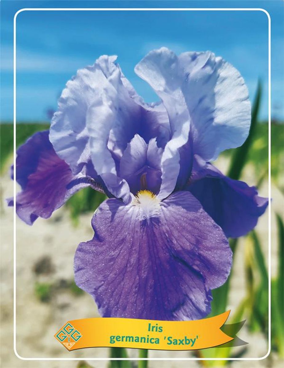 Iris 'Saxby' — Plant Wholesale FlorAccess