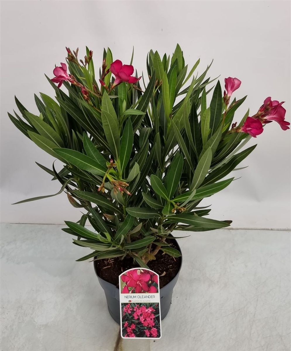 Nerium oleander — Plant Wholesale FlorAccess
