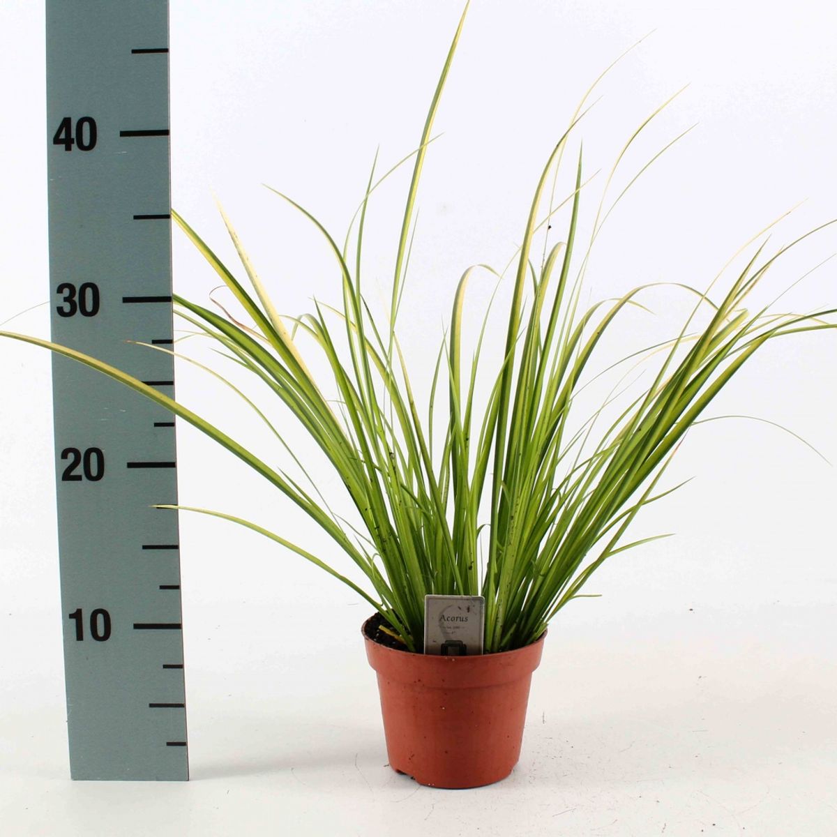 Acorus gramineus 'Ogon' — Plant Wholesale FlorAccess