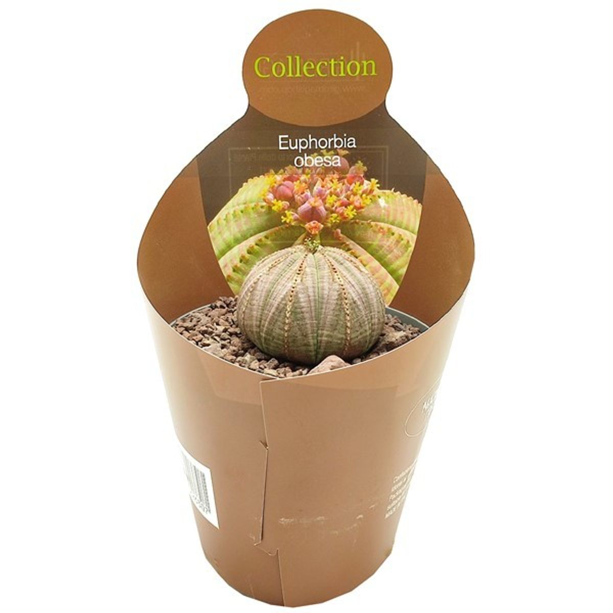 Euphorbia obesa — Plant Wholesale FlorAccess