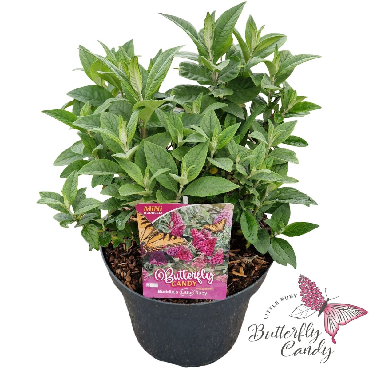 Buddleja davidii BUTTERFLY CANDY LITTLE RUBY — Plant Wholesale FlorAccess