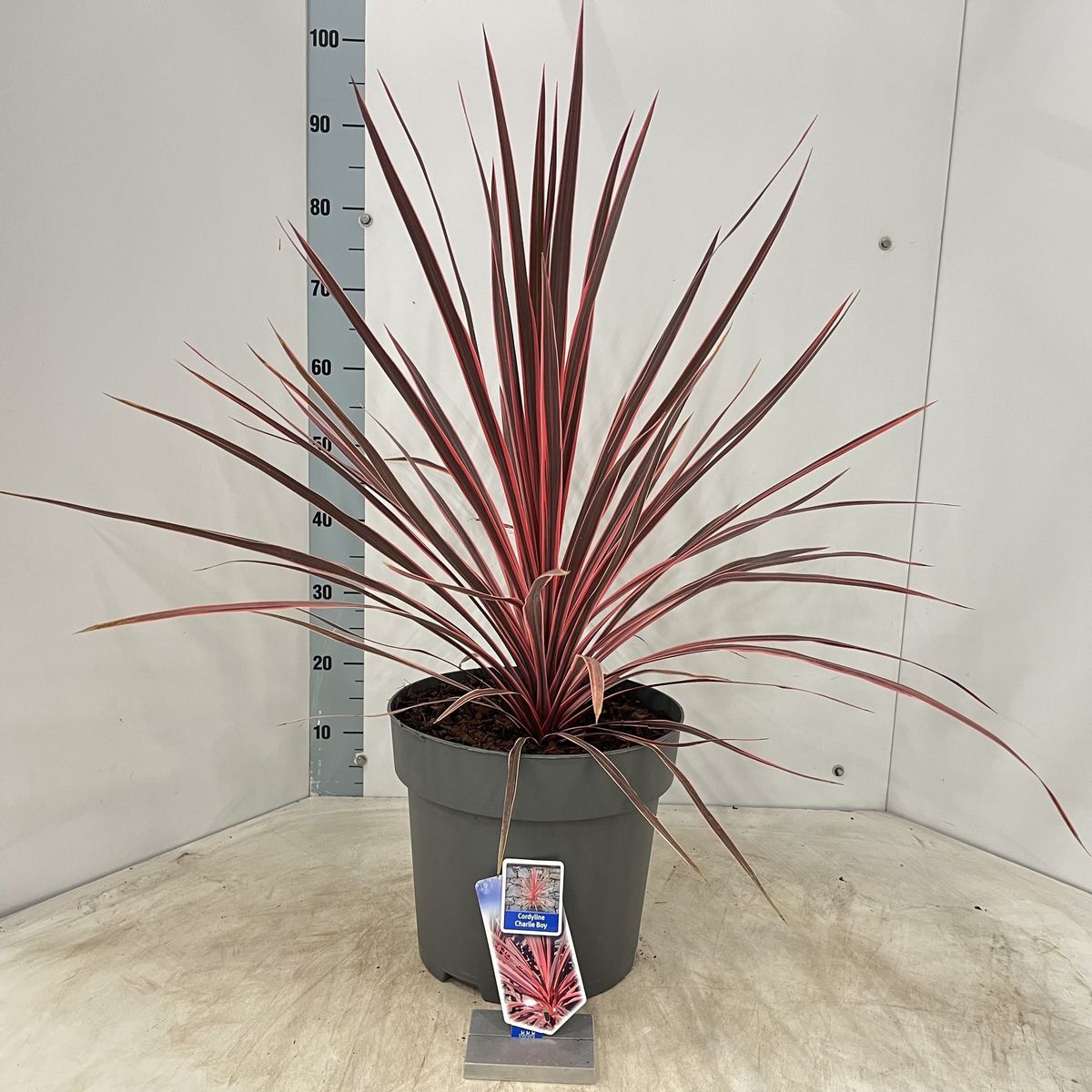 Cordyline australis CHARLIE BOY — Plant Wholesale FlorAccess