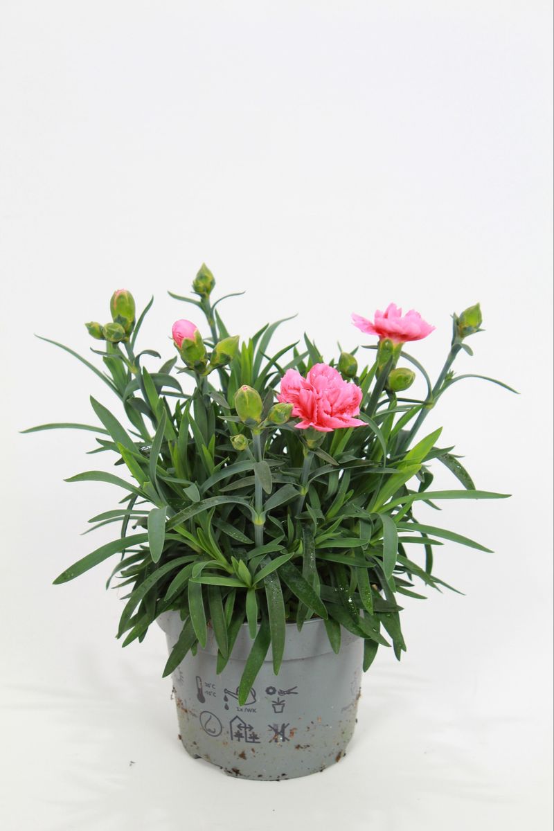 Dianthus SUPER TROUPER ELISE — Plant Wholesale FlorAccess