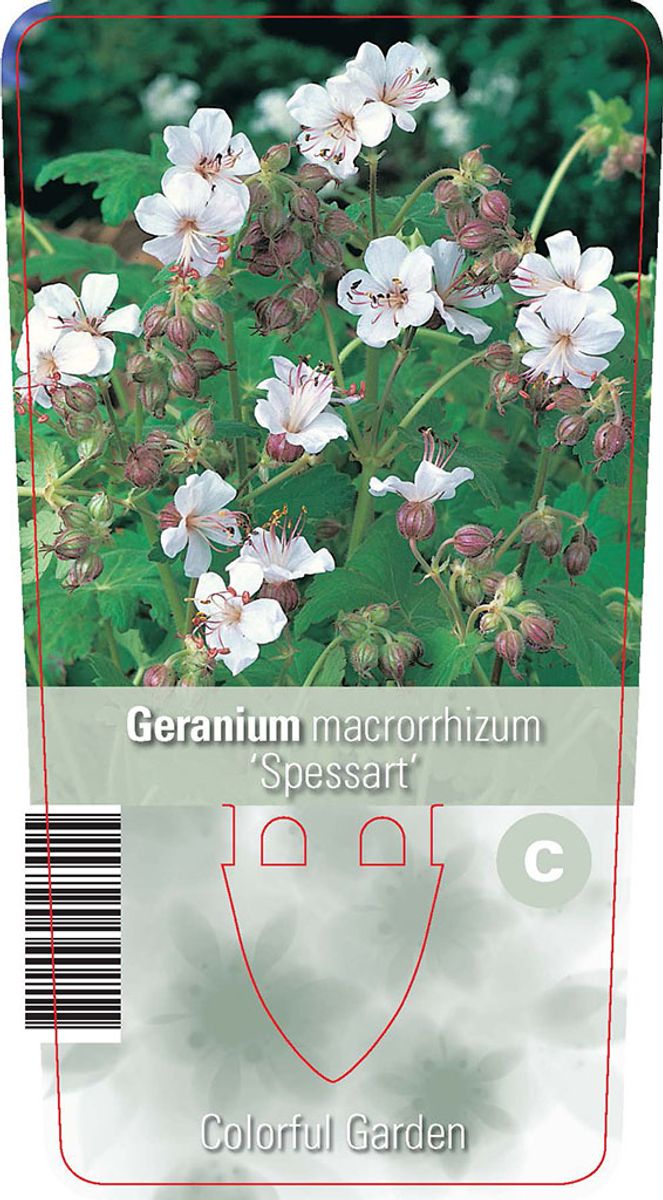 Geranium macrorrhizum 'Spessart' — Plant Wholesale FlorAccess
