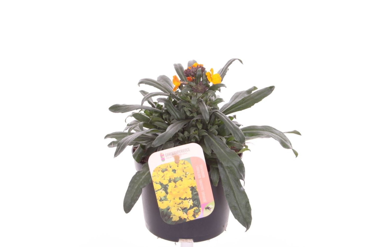 Erysimum WALBERTON'S FRAGRANT SUNSHINE — Plant Wholesale FlorAccess