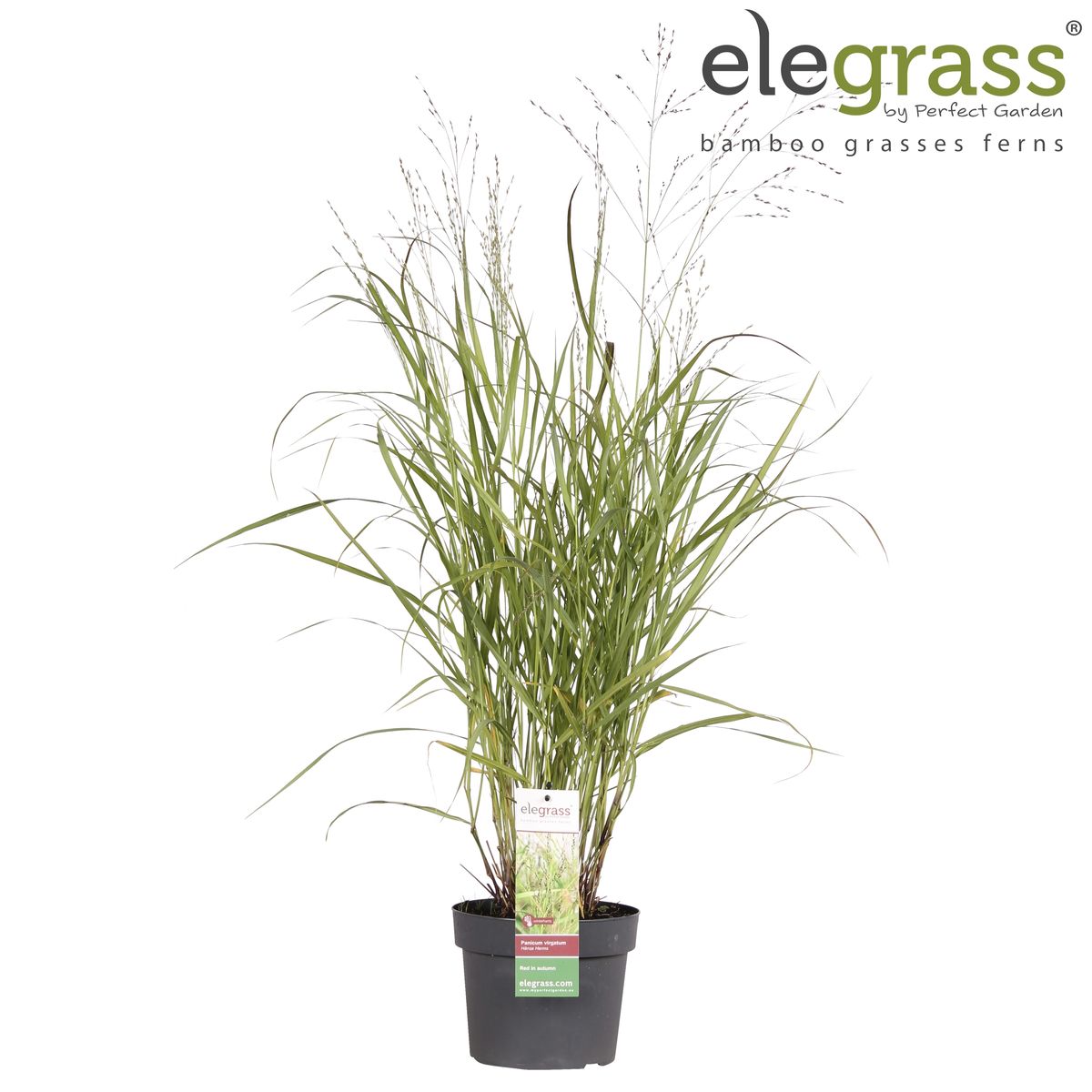 Panicum virgatum 'Hänse Herms' — Plant Wholesale FlorAccess