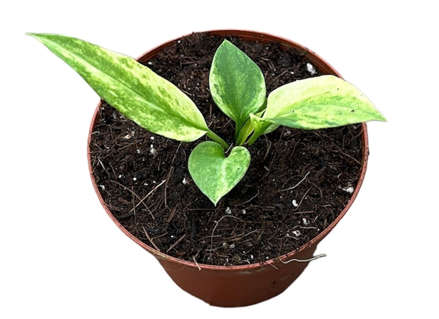 Anthurium vittariifolium 'Variegata' — Plant Wholesale FlorAccess