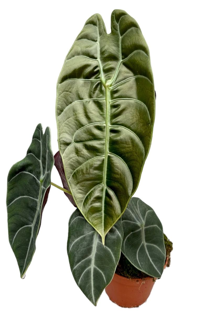 Alocasia x sedenii — Plant Wholesale FlorAccess