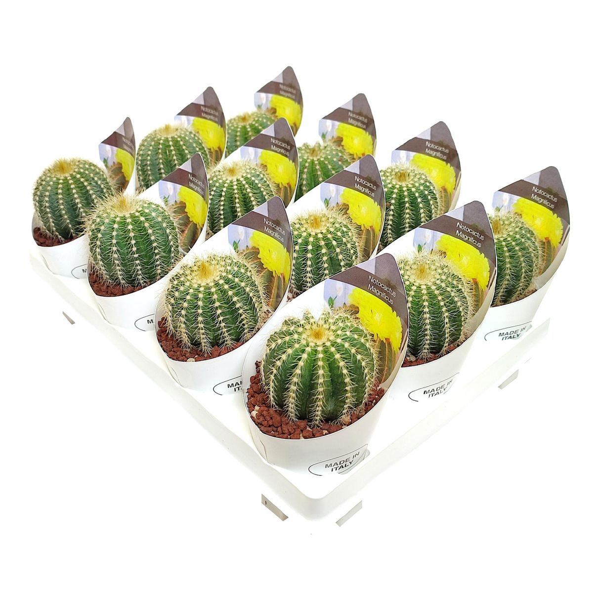 Notocactus magnificus — Plant Wholesale FlorAccess