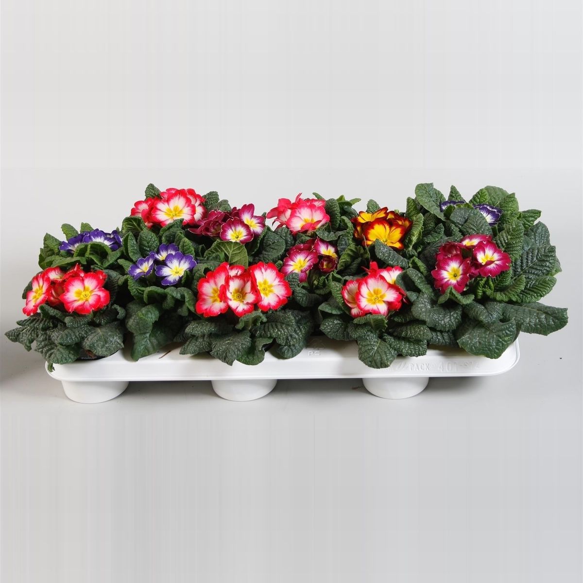 Primula MIX — Plant Wholesale FlorAccess
