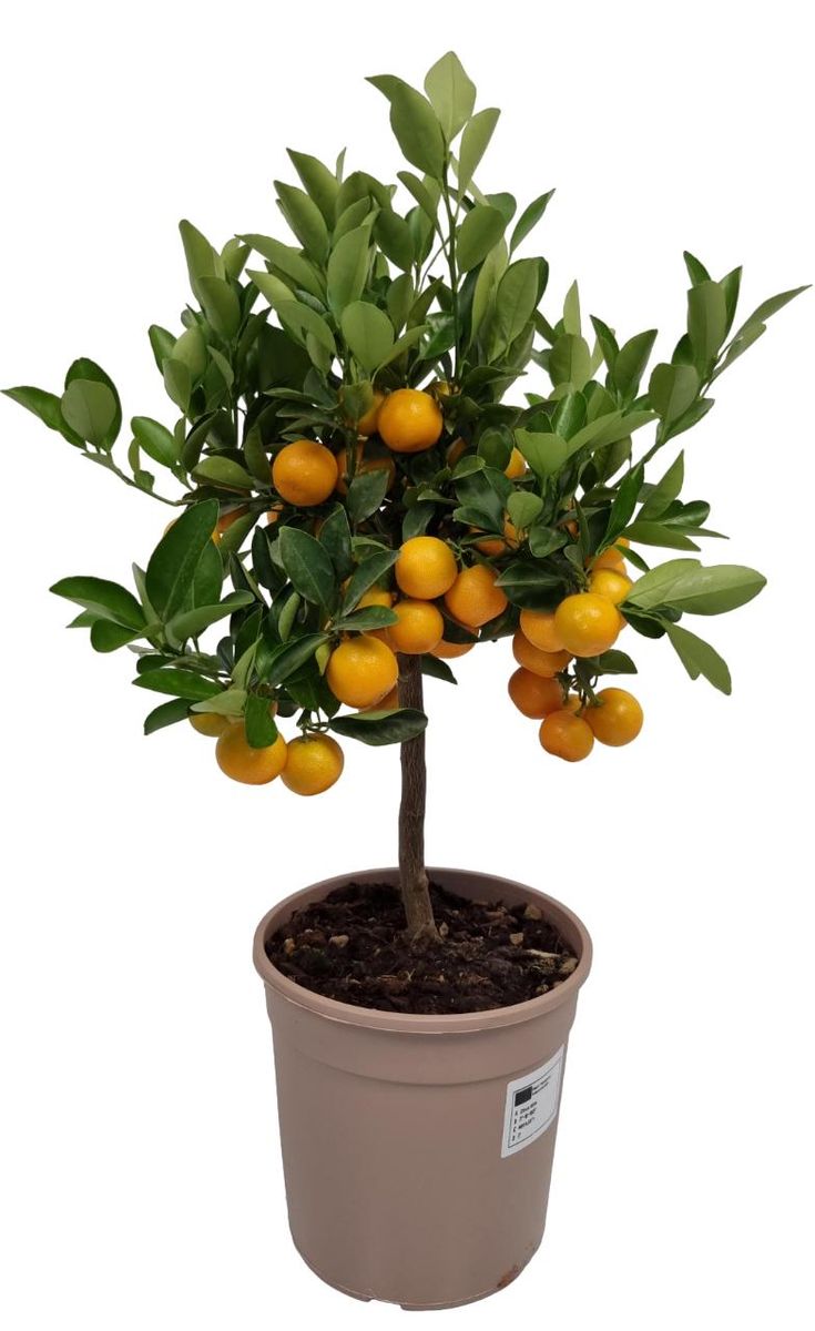 Citrus x microcarpa — Plant Wholesale FlorAccess