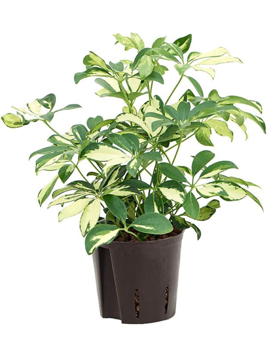 Schefflera arboricola 'Trinette' — Plant Wholesale FlorAccess