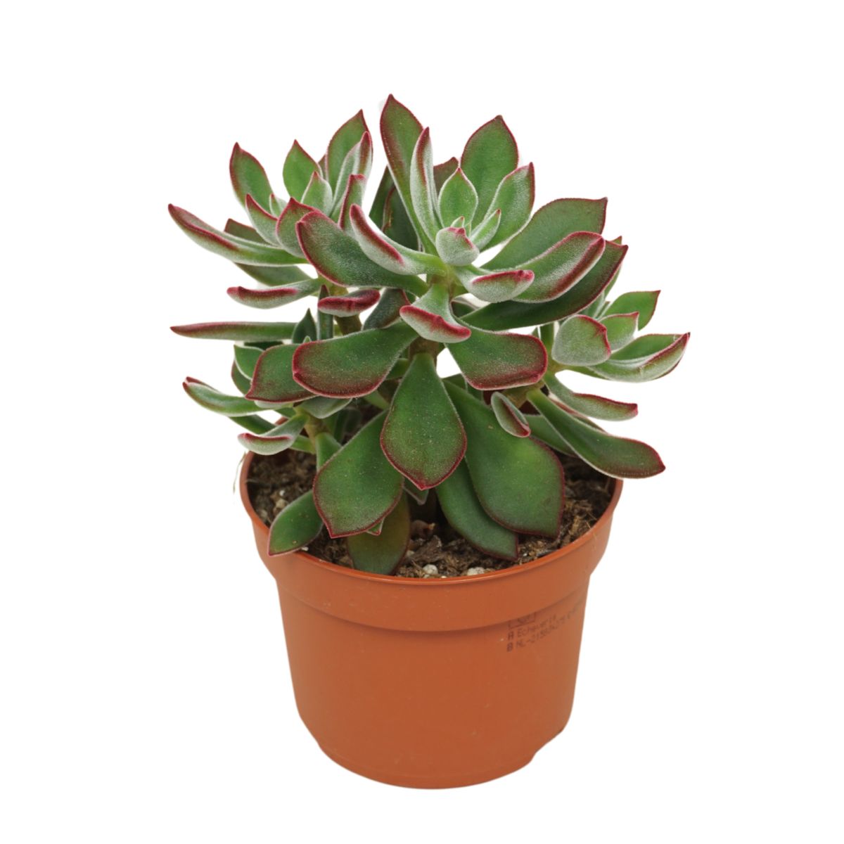 Echeveria pulvinata DEVOTION — Plant Wholesale FlorAccess