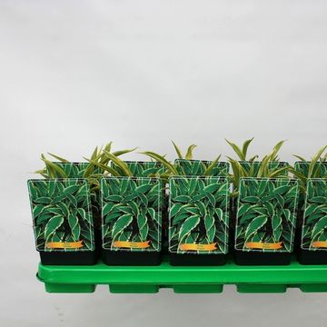 Hosta 'Stiletto' — Plant Wholesale FlorAccess