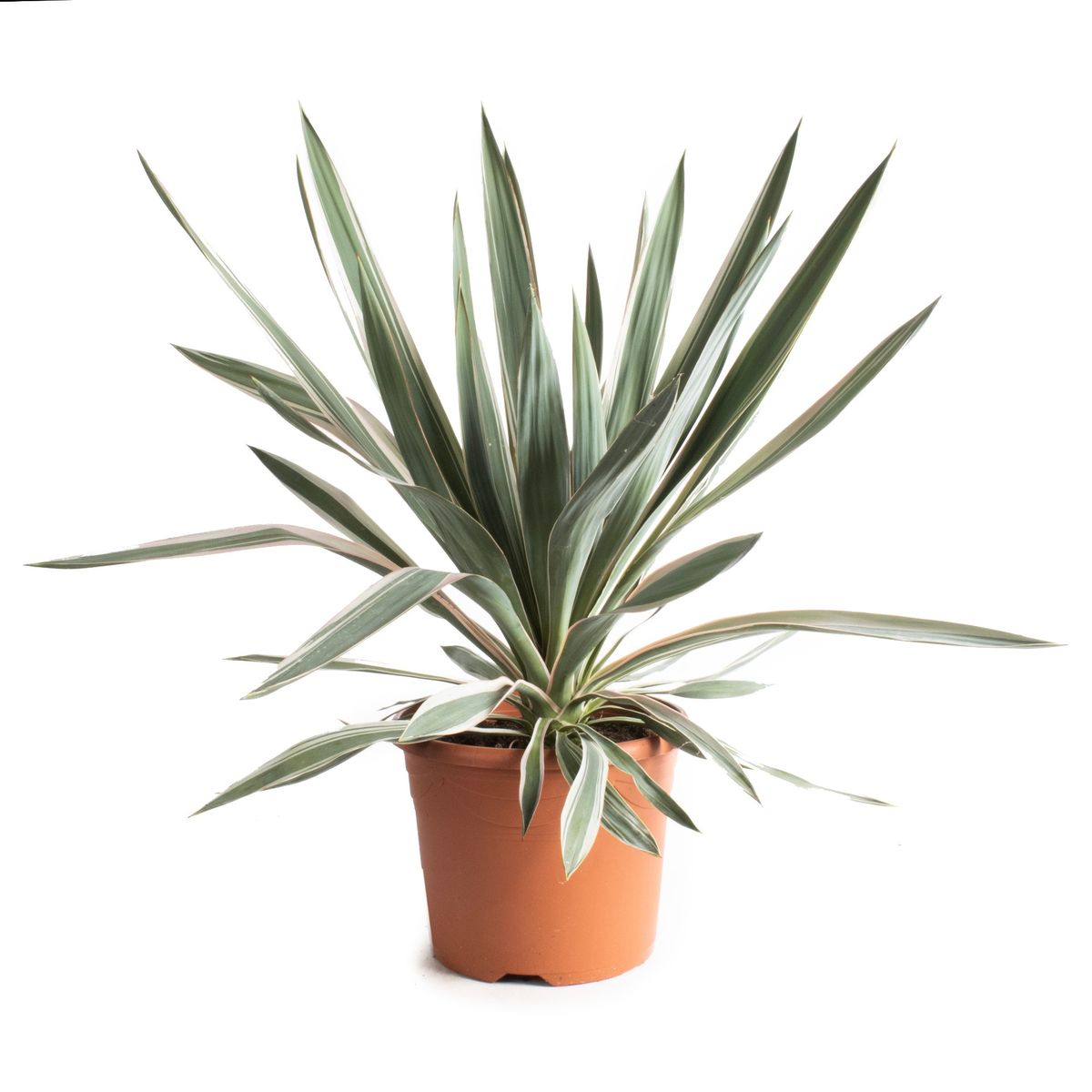 Yucca gloriosa SILVER — Plant Wholesale FlorAccess