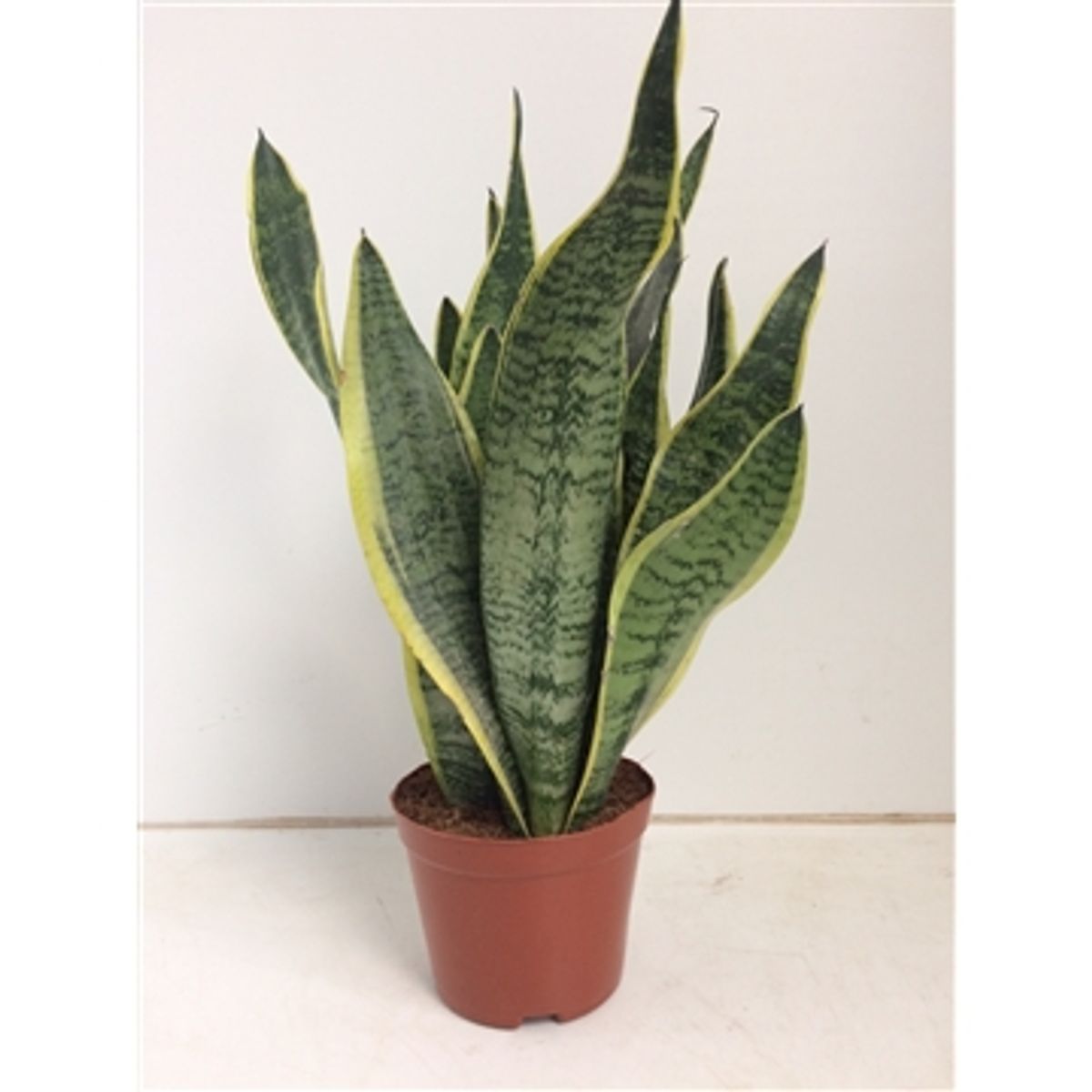 Sansevieria trifasciata 'Futura Superba' — Plant Wholesale FlorAccess