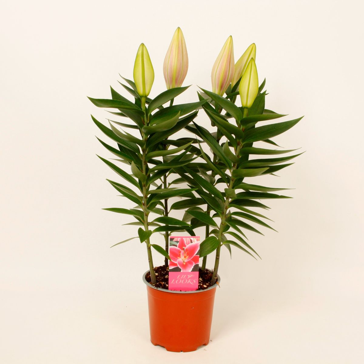 Lilium 'After Eight' — Plant Wholesale FlorAccess