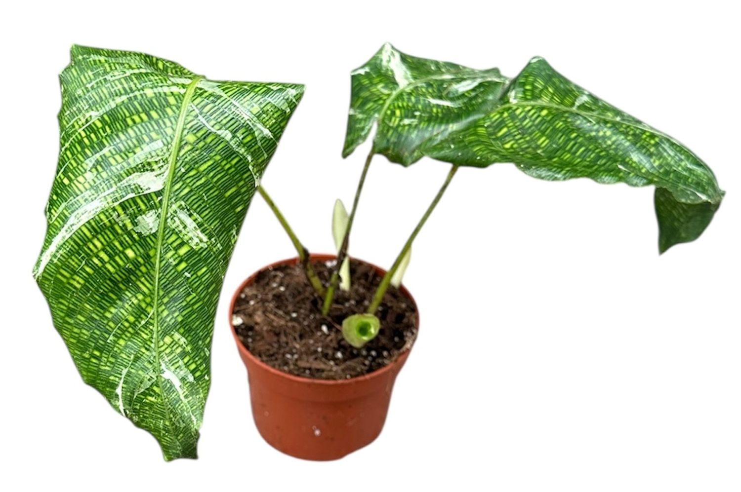 Calathea musaica 'Variegata' — Plant Wholesale FlorAccess
