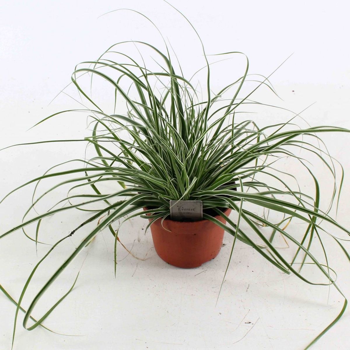 Carex oshimensis EVERCOLOR EVEREST — Plant Wholesale FlorAccess