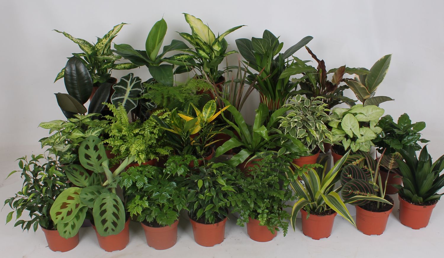 Houseplants MIX — Plant Wholesale FlorAccess