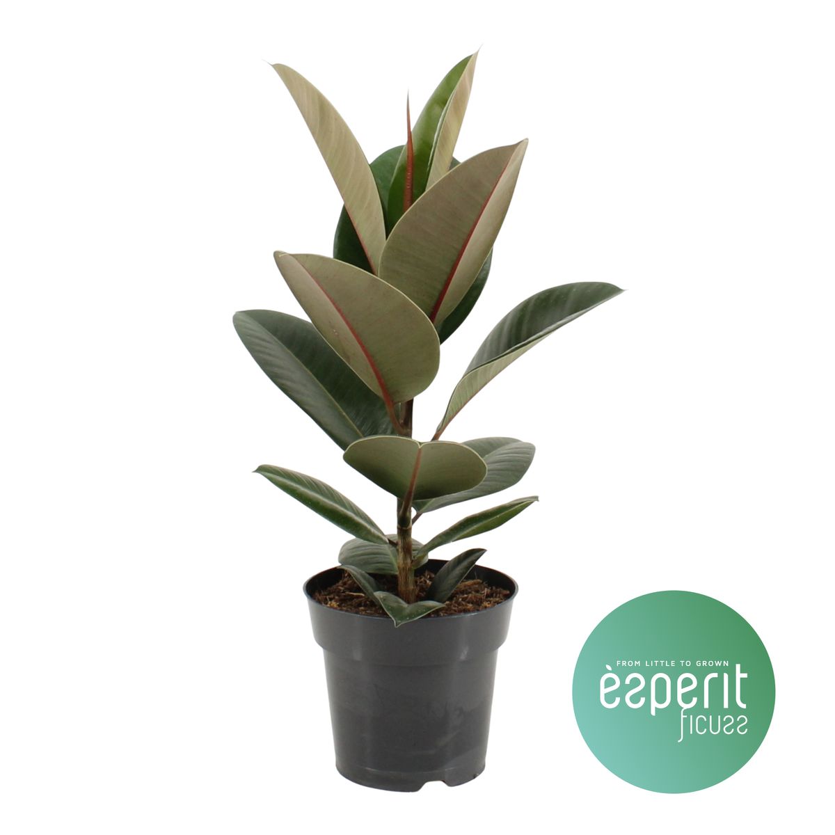 Ficus elastica 'Robusta' — Plant Wholesale FlorAccess