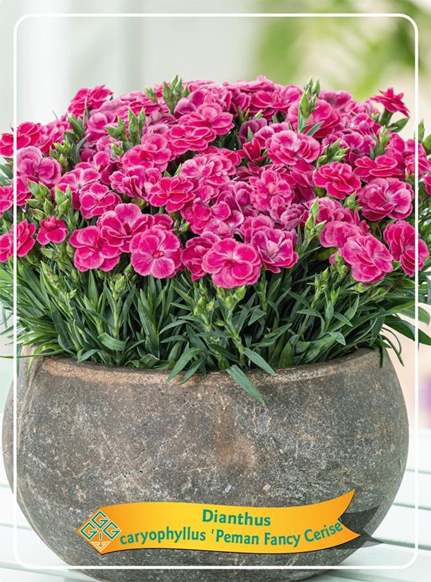 Dianthus caryophyllus 'Peman Fancy Cerise' — Plant Wholesale FlorAccess