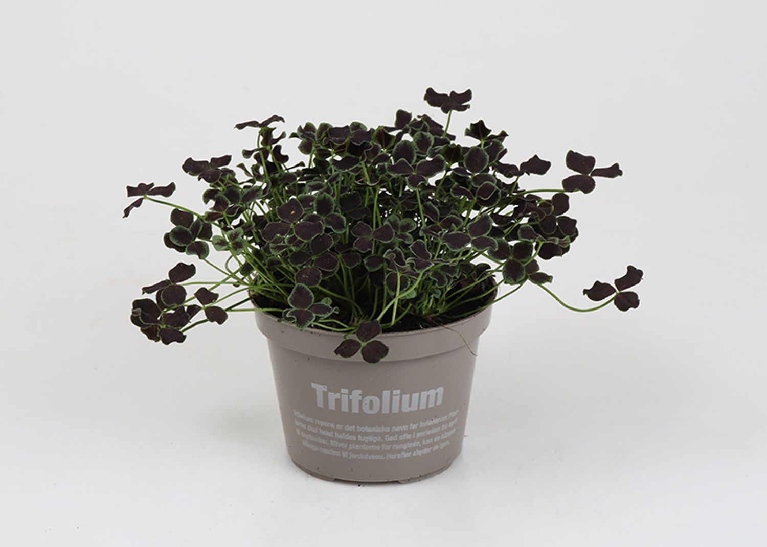 Trifolium repens DARK DEBBIE — Plant Wholesale FlorAccess