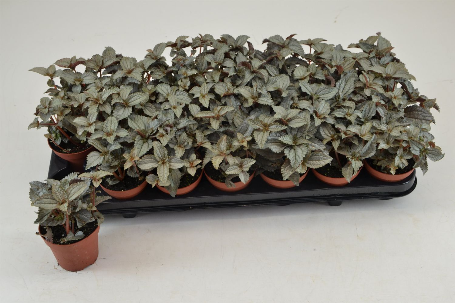 Pilea 'Ellen' — Plant Wholesale FlorAccess