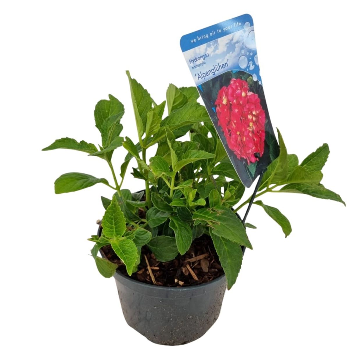 Hydrangea macrophylla GLOWING ALPS — Plant Wholesale FlorAccess