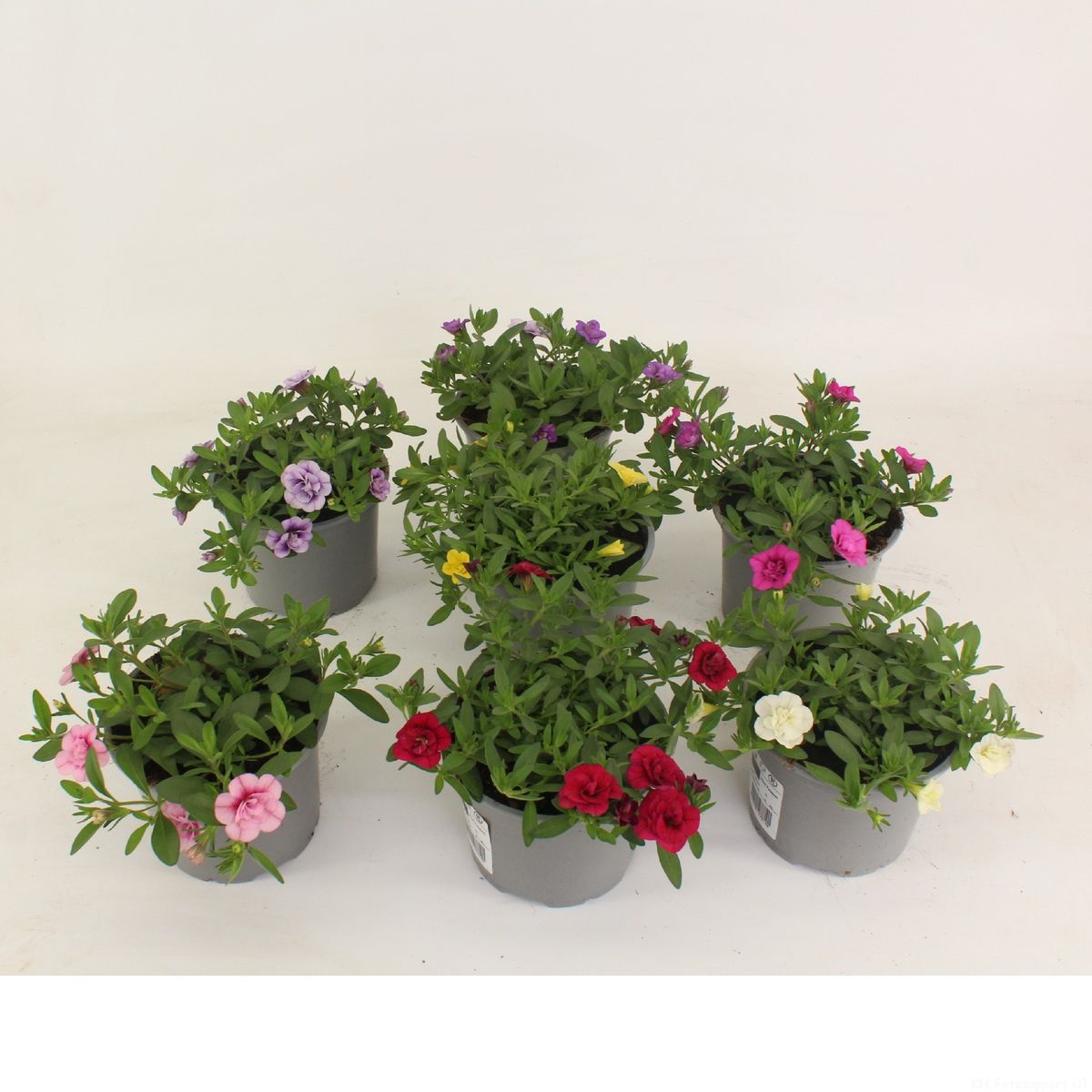 Calibrachoa ALOHA DOUBLE MIX — Plant Wholesale FlorAccess