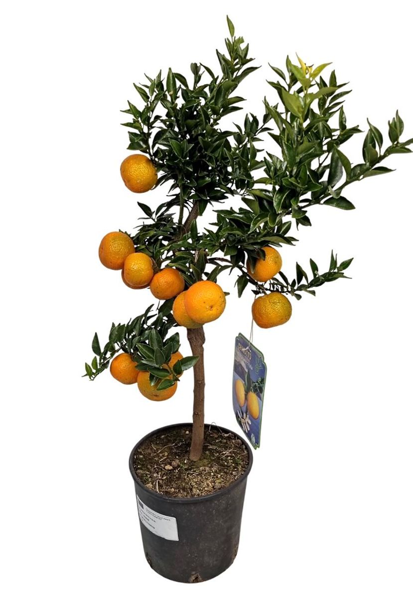 Citrus aurantium 'Chinotto' — Plant Wholesale FlorAccess