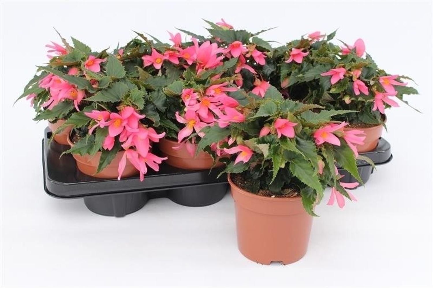 Begonia WATERFALL DREAMS ANGEL SOFT PINK — Plant Wholesale FlorAccess