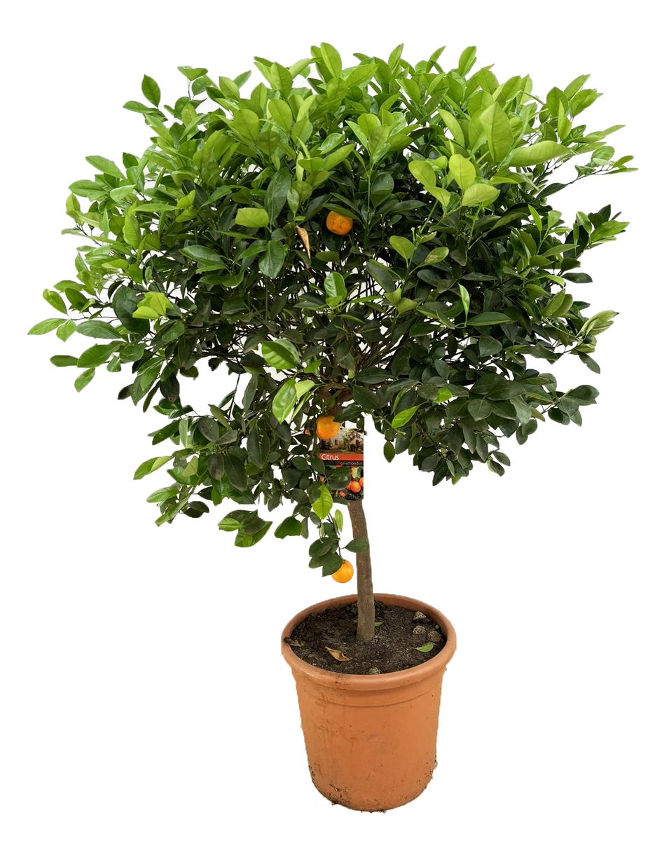 Citrus x microcarpa — Plant Wholesale FlorAccess