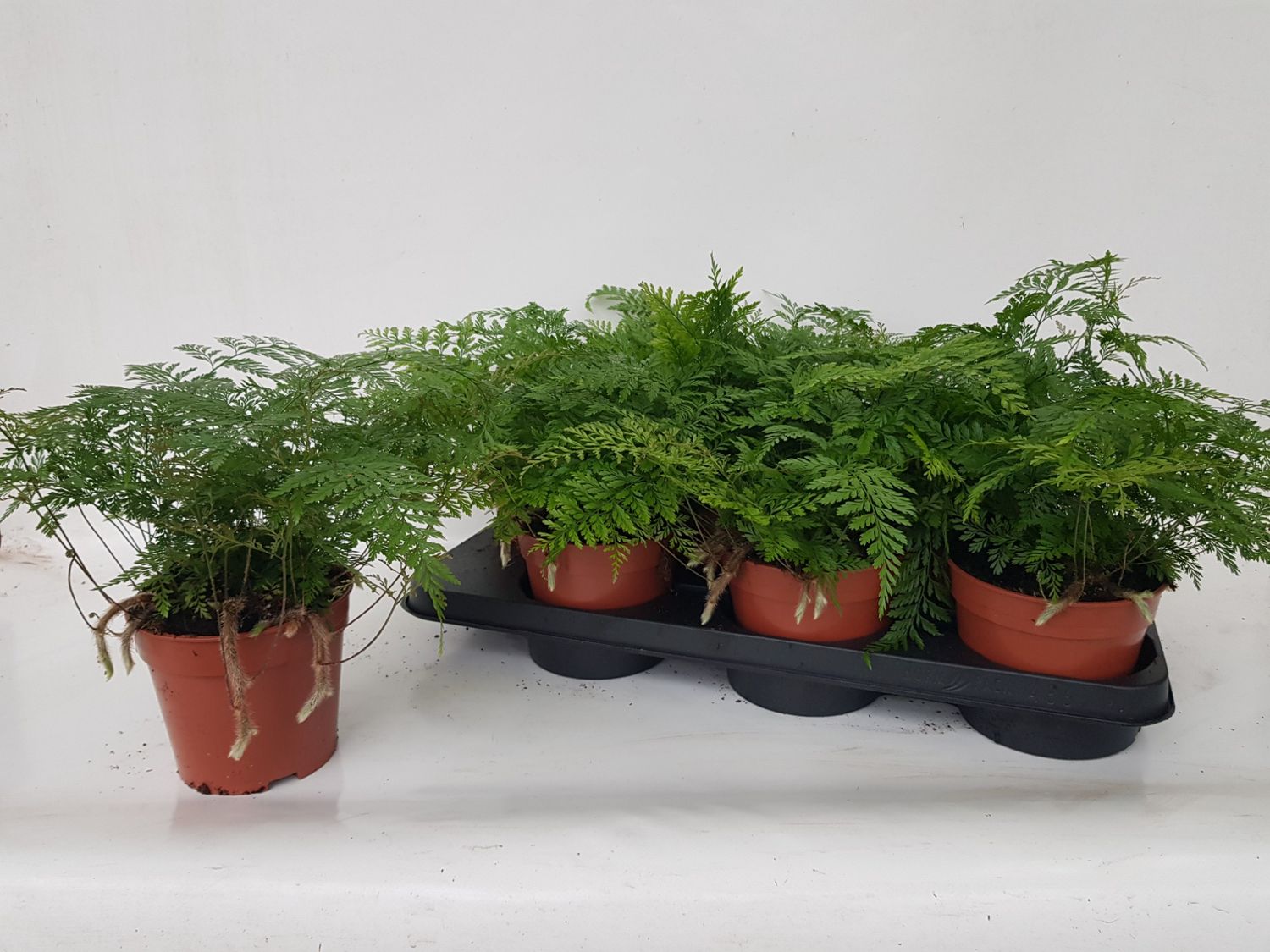 Davallia fejeensis — Plant Wholesale FlorAccess