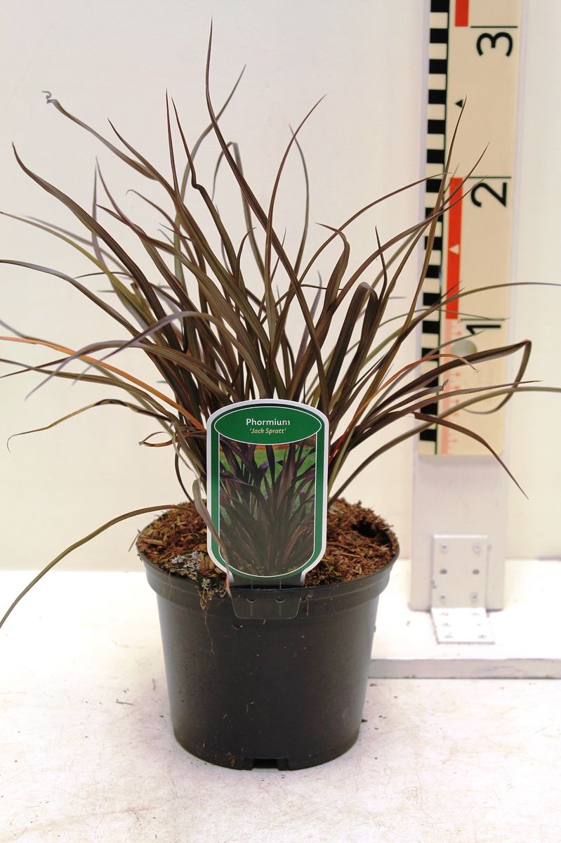 Phormium 'Jack Spratt' — Plant Wholesale FlorAccess