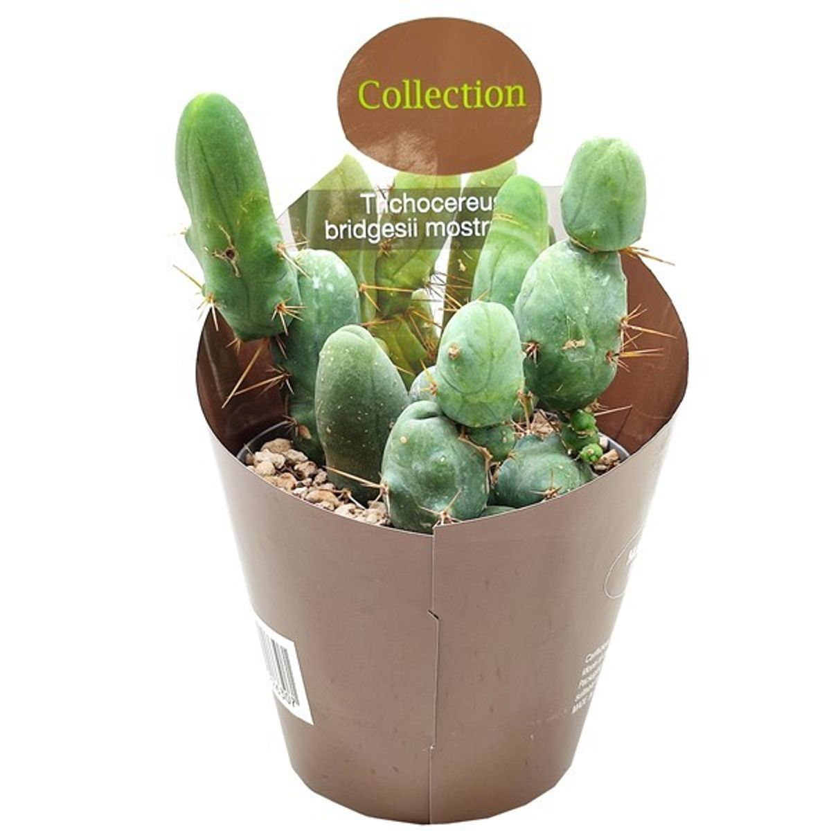 Trichocereus bridgesii monstruosus — Plant Wholesale FlorAccess