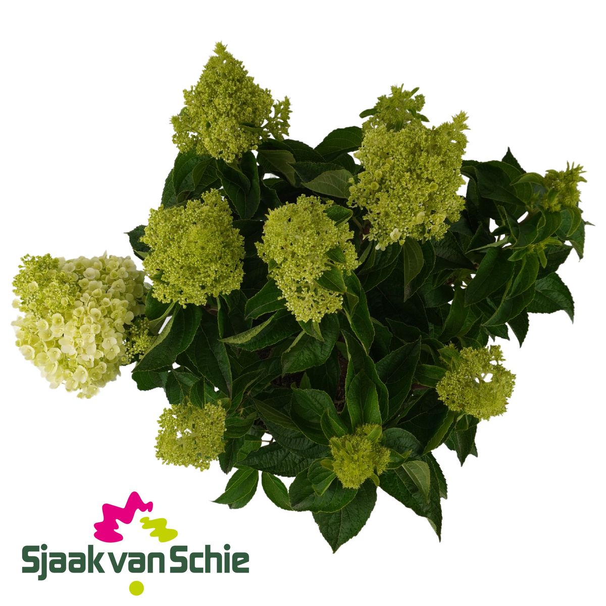 Hydrangea paniculata LIVING PINKY PROMISE — Plant Wholesale FlorAccess